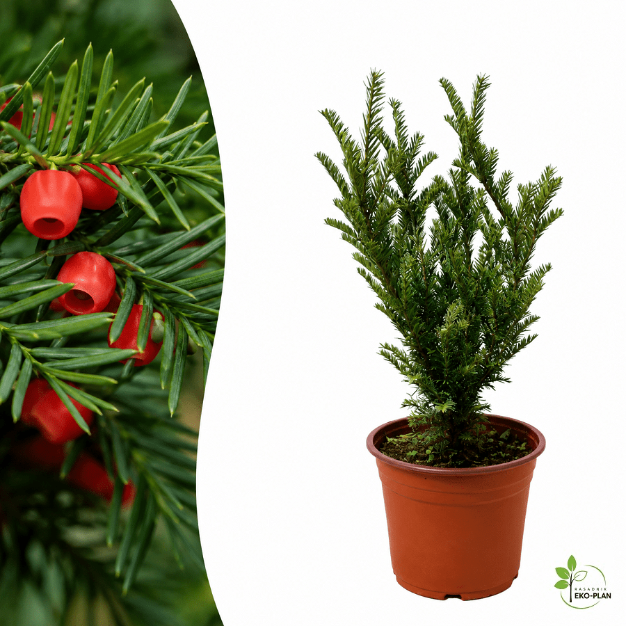 Taxus baccata – Tisa 40-50cm
