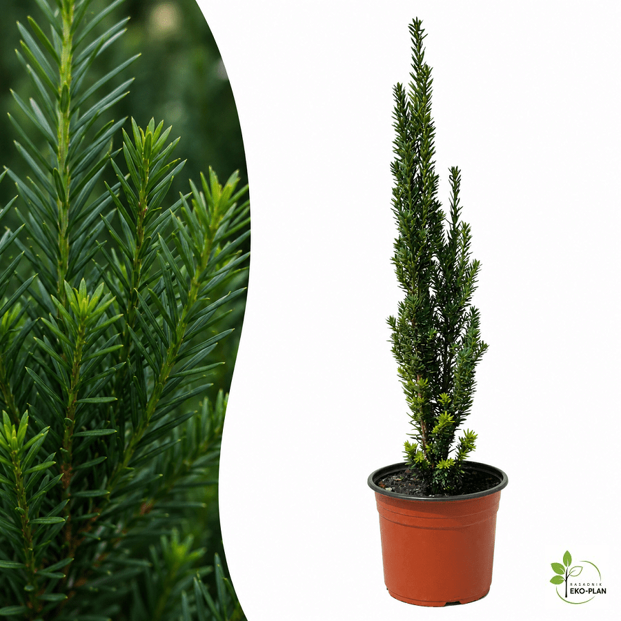 Taxus × media Hillii – Stubasta Tisa 40cm