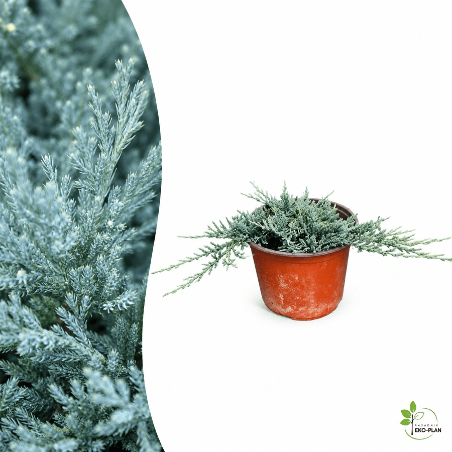 Juniperus horizontalis Blue Chip