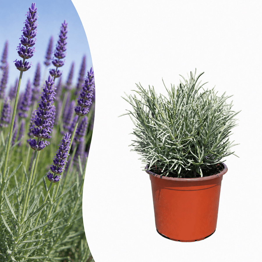 Lavandula intermedia - Lavanda Grosso