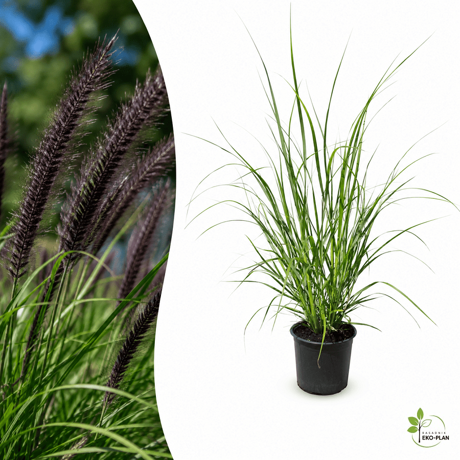 Pennisetum alopecuroides - Black Beauty