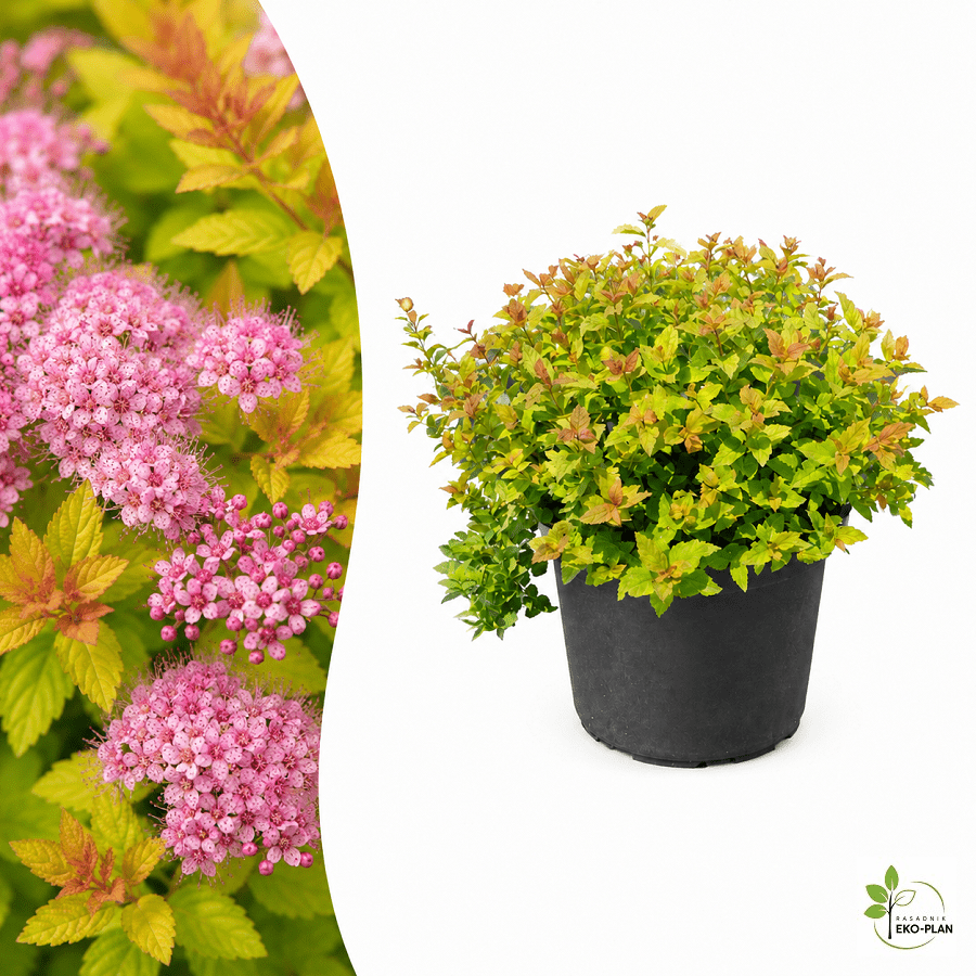 Spirea japonica Firelight - Šarenolisna Spirea