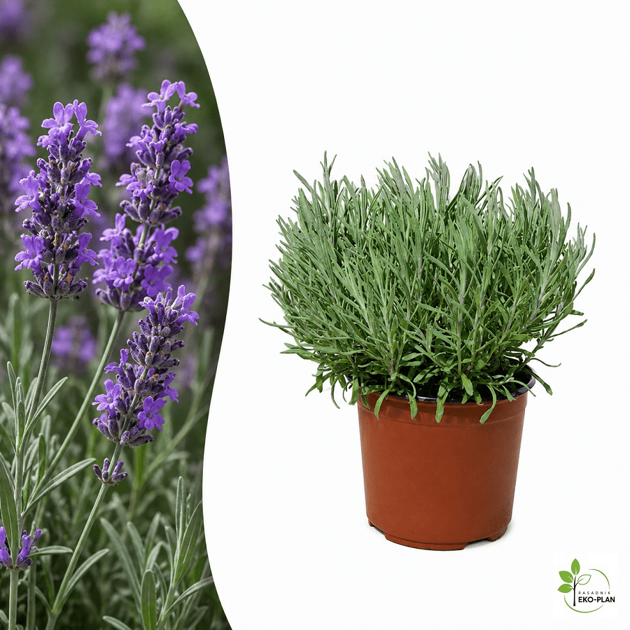 Lavanda Vera – Lavandula angustifolia