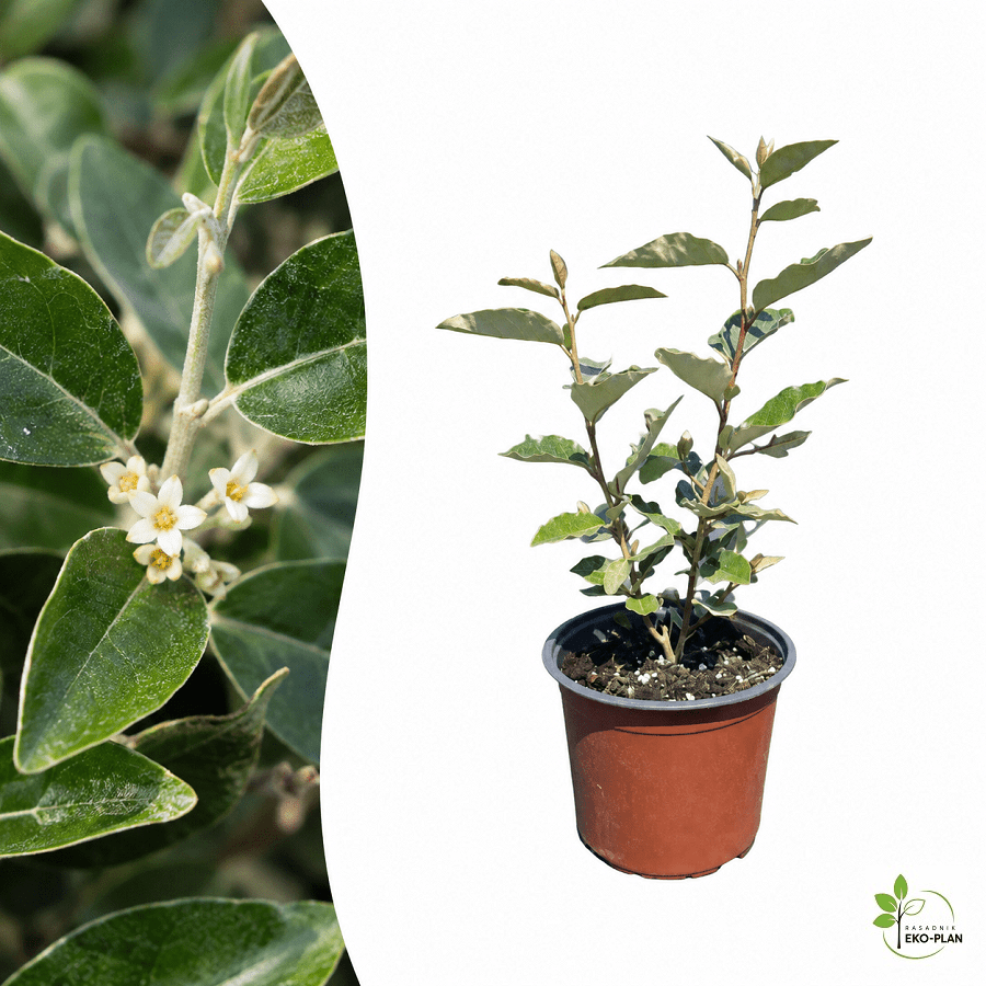Elaeagnus ebbingei