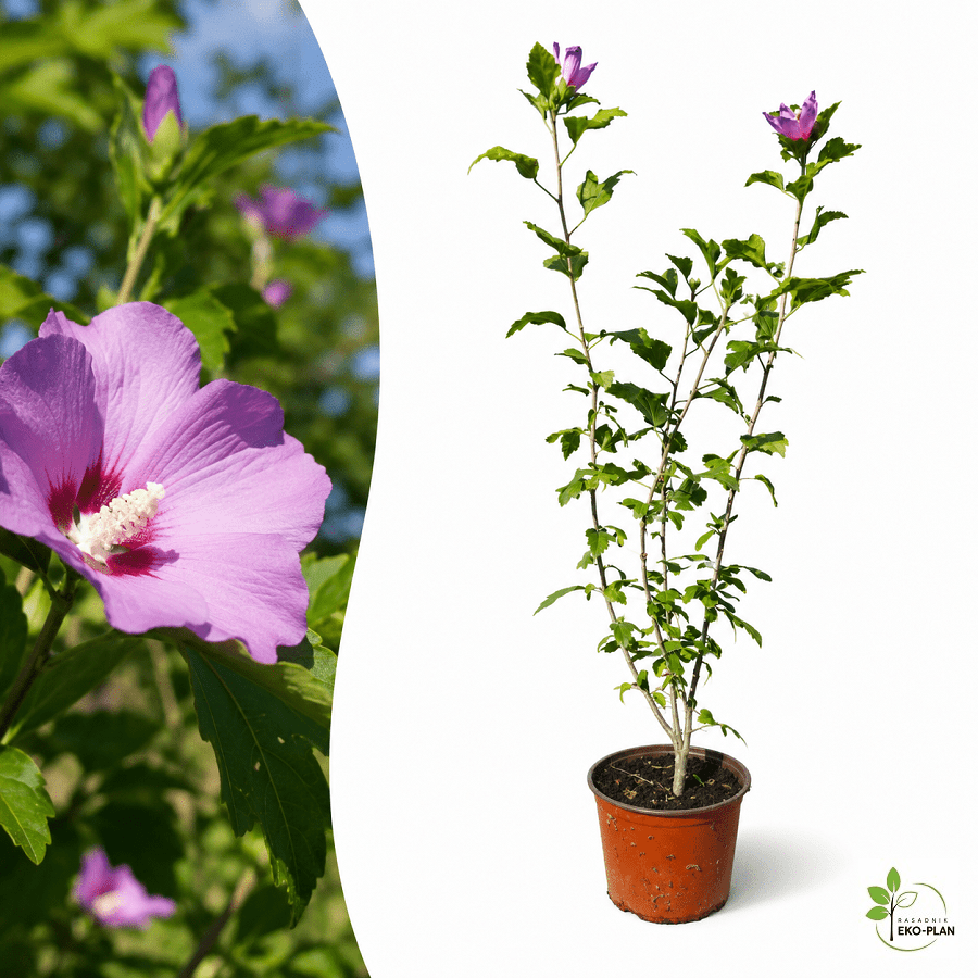 Baštenski hibiskus - Hibiscus syriacus