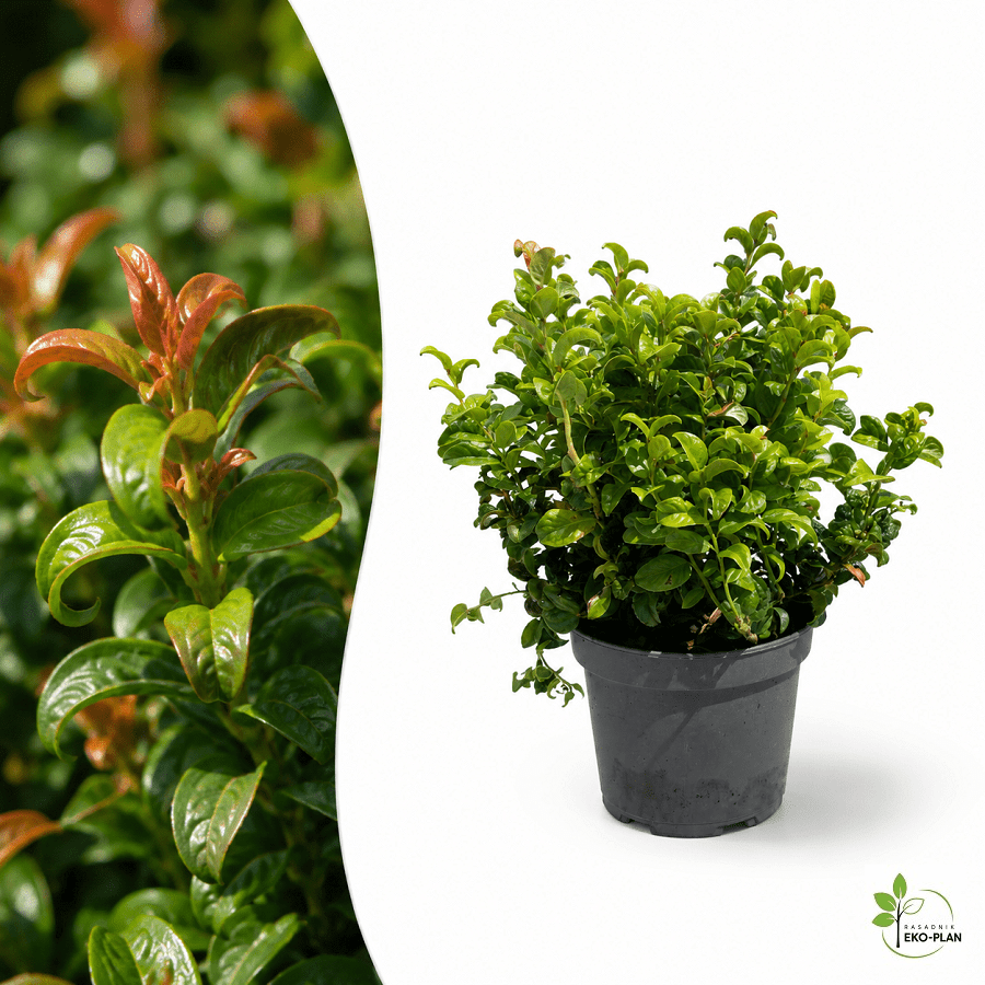 Leucothoe - Curly Red
