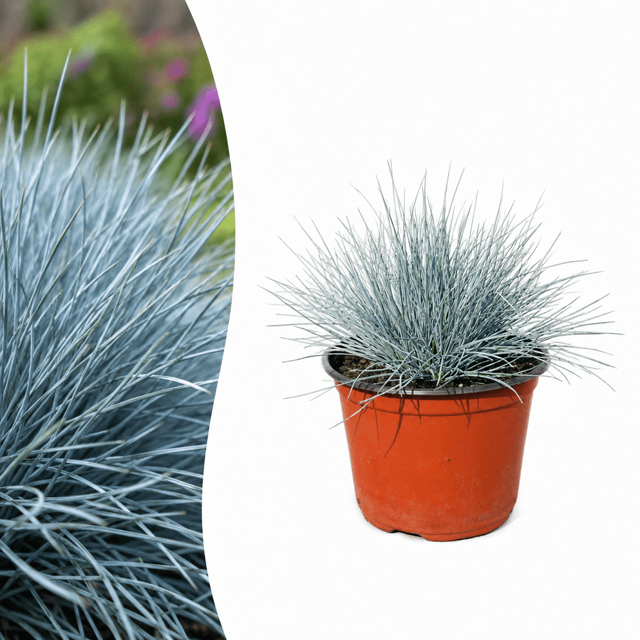 Festuca glauca - Plava trava