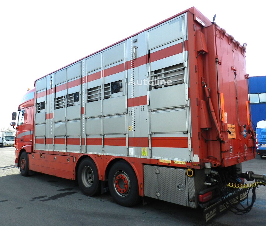 DAF XF 530 For pigs or bovines kamion za prevoz stoke