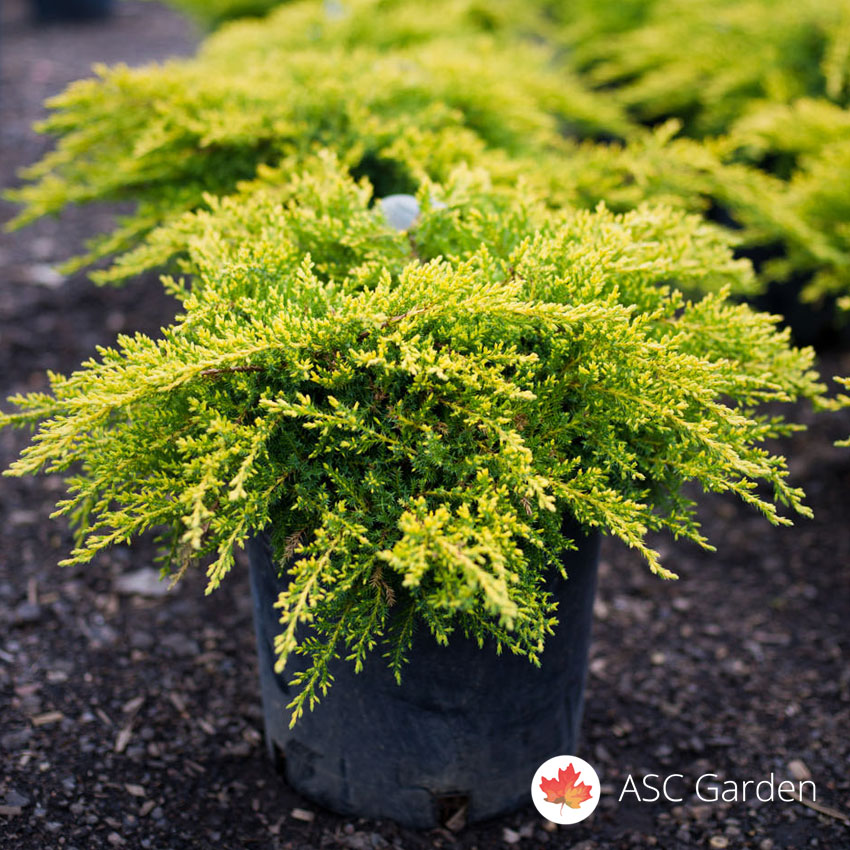 Juniperus MIX 10+2 gratis
