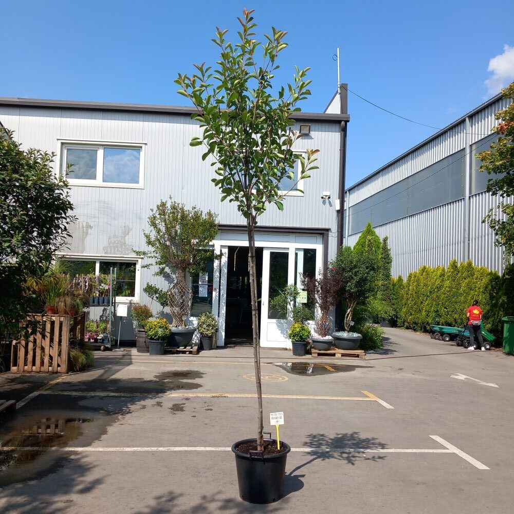 Photinia Red Robin Tosca 250 cm paket 5 kom