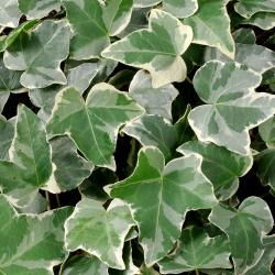 Bršljan - Hedera Glacer