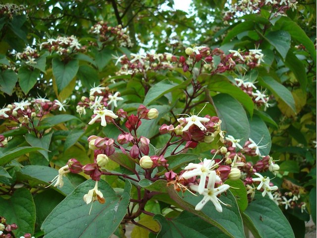 Klerodendrum - Clerodendrum trichotomum