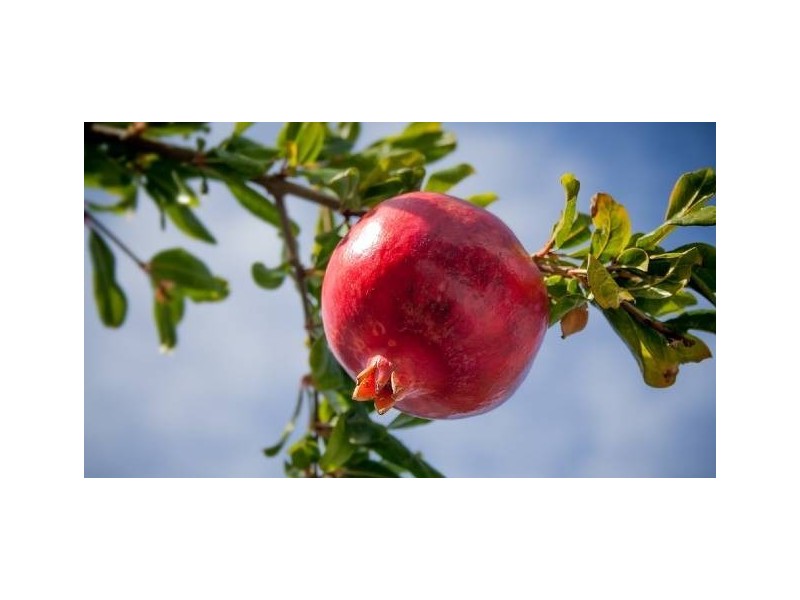 Nar jestivi- Punica Granatum