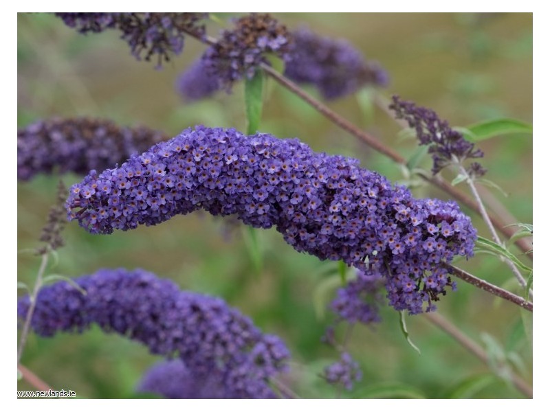 Letnji jorgovan - Buddleja davidii `Nanho Blue`