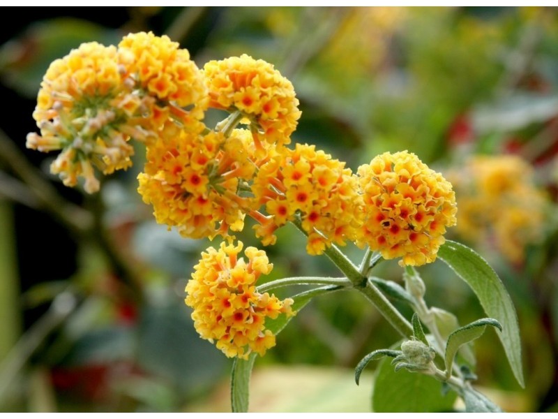 Letnji jorgovan - Buddleja Golden Glow