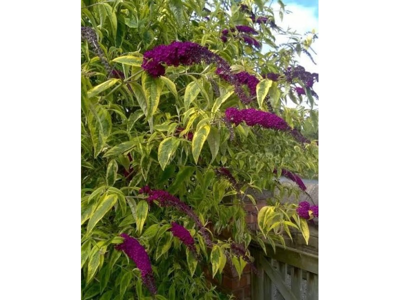 Letnji jorgovan šarenolisni - Buddleja Santana