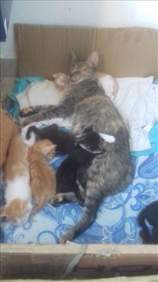 Poklanjamo domace macice