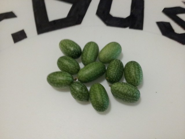 Krastavac Meksički mini (Cucamelon), 40 semenki