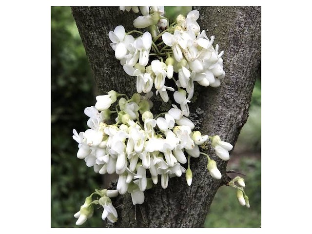 Judino drvo - Cercis siliquastrum alba 2 god.