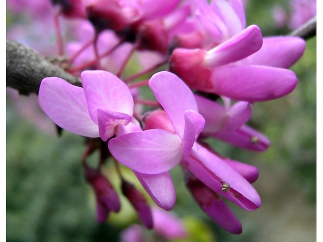Judino drvo - Cercis siliquastrum 2 god