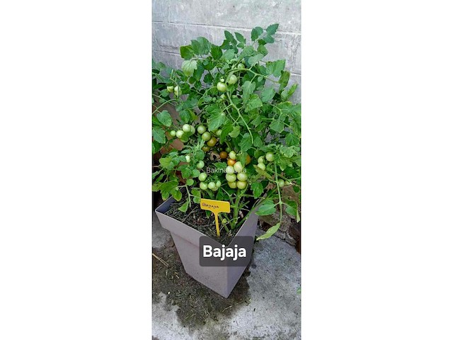 Paradajz saksijski Bajaja 10 semena