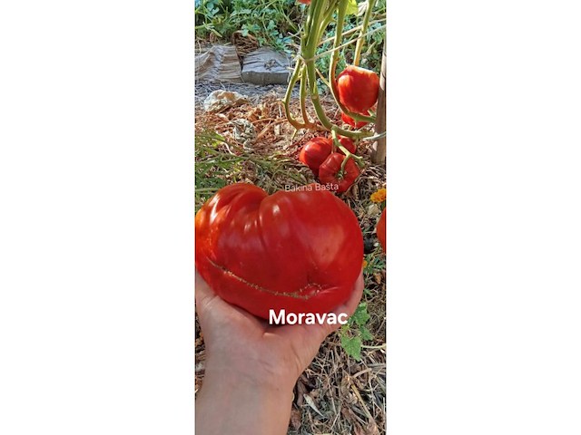 Paradajz Moravac 10 semena