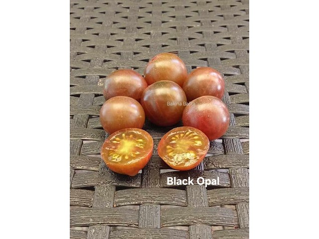 Paradajz Black opal 10 semena