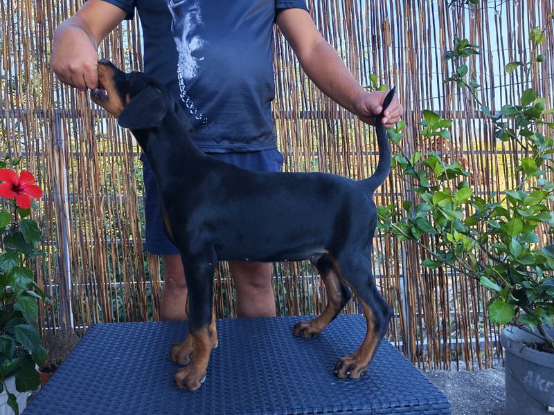 Doberman stene