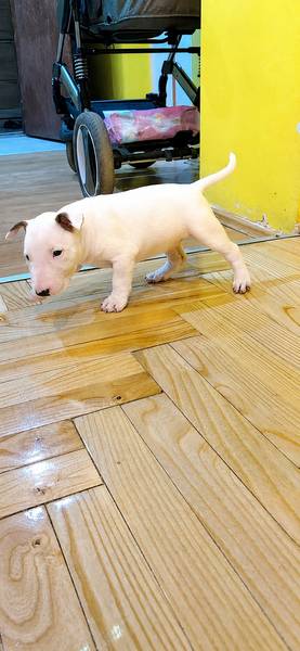 Vrhunski standard bullterrier štenci sa pedigreom