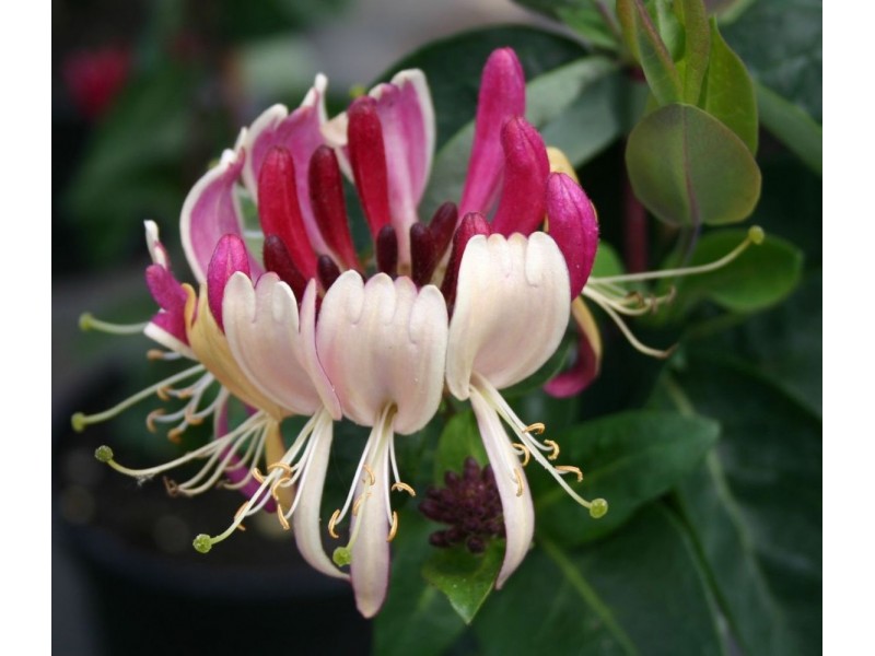 Orlovi nokti ROZI - Lonicera Hecrottii