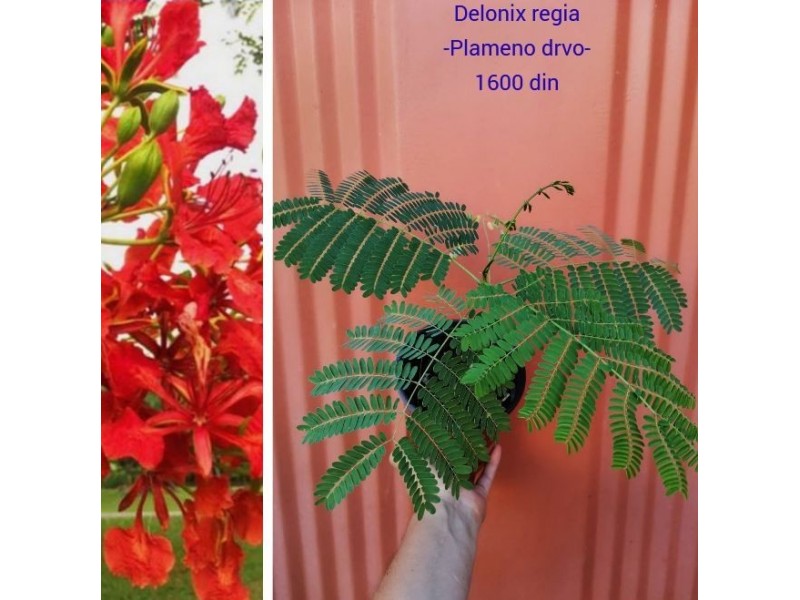 Delonix regia (Plameno drvo)