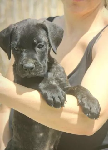CANE CORSO ŠTENCI