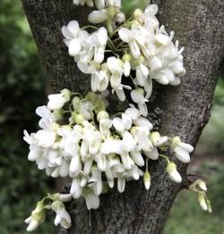 Judino drvo - Cercis siliquastrum alba 2 god.