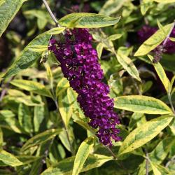 Letnji jorgovan šarenolisni - Buddleja Santana 2 god