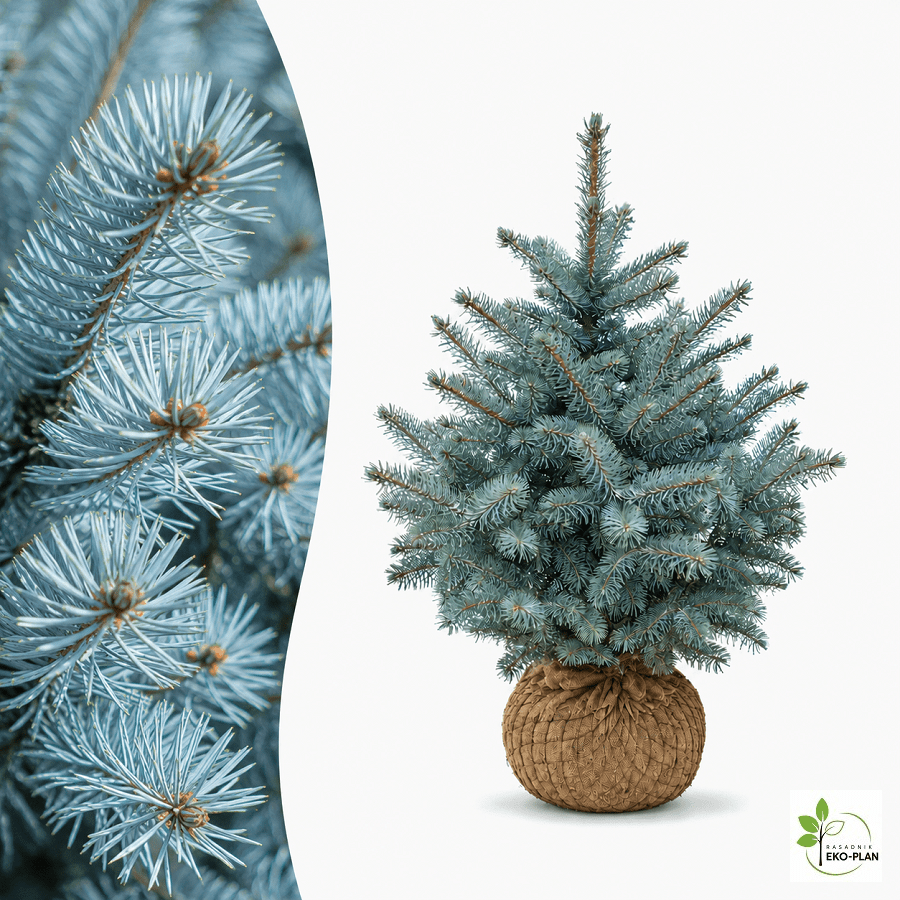 Picea pungens Super Blue - Plava smrča