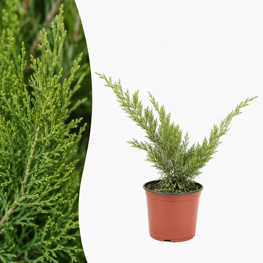 Juniperus pfitzeriana - Mint Julep 2L
