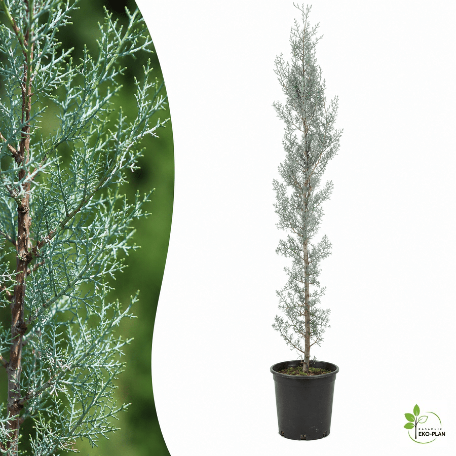 Arizonski čempres -Cupressus arizonica 180cm