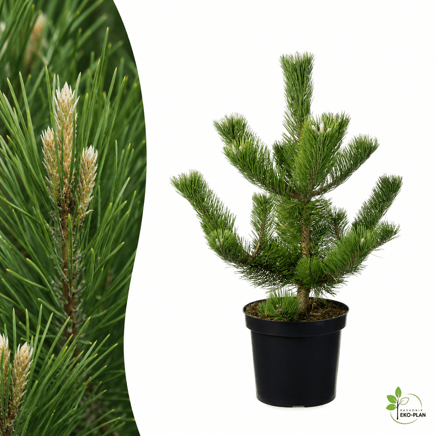 Crni Bor - Pinus Nigra 9L