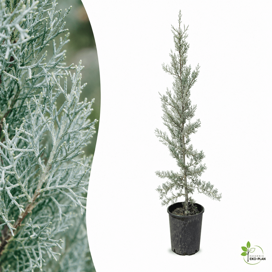 Cupressus arizonica - Arizonski čempres 130cm