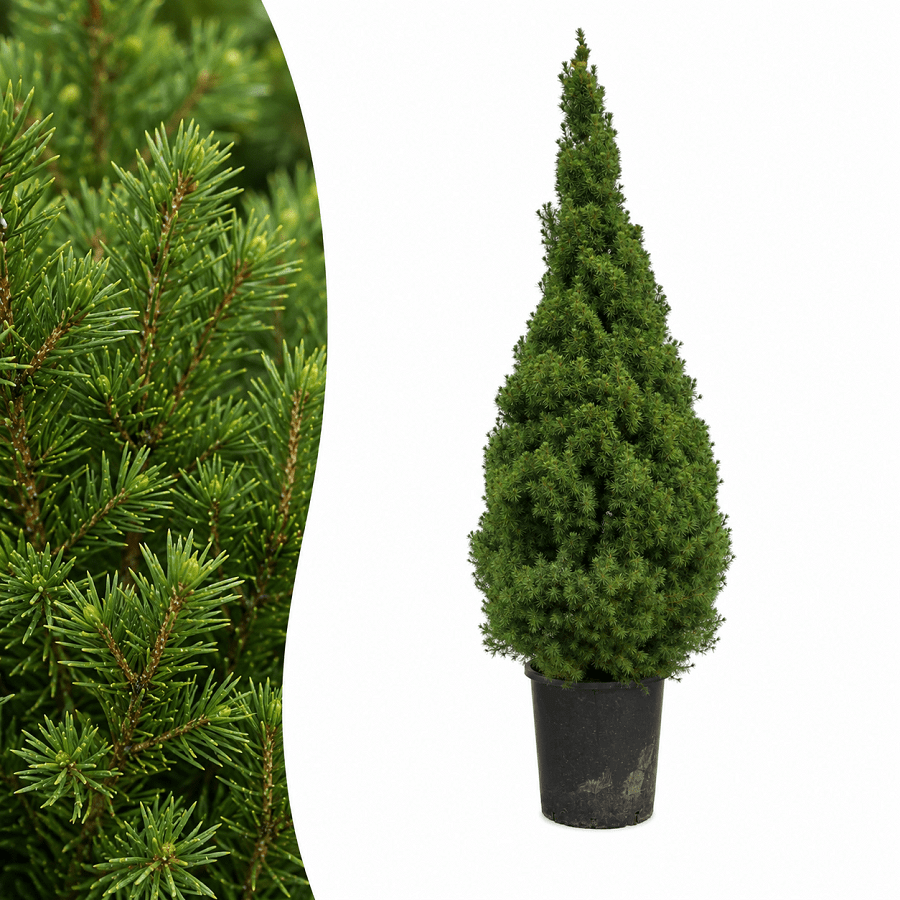 Picea glauca Conica 150cm