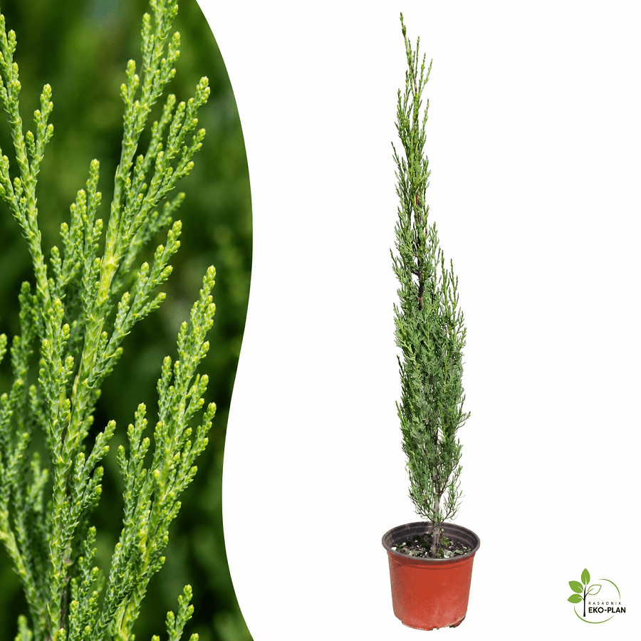 Cupressus Sempervirens Totem - Italijanski Čempres 80cm