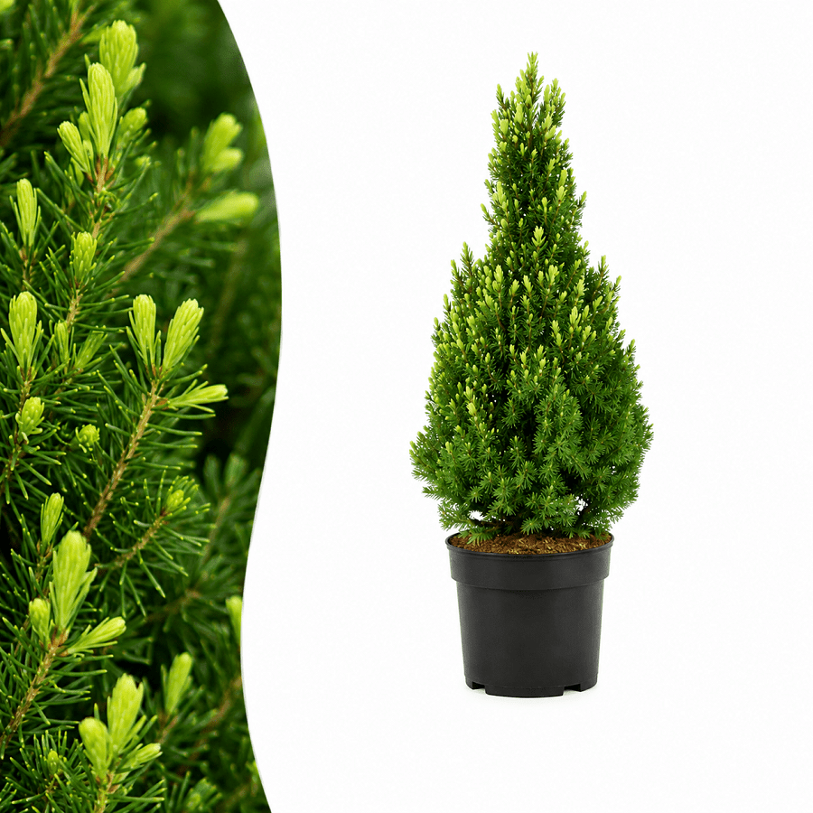 Picea glauca Conica 50cm