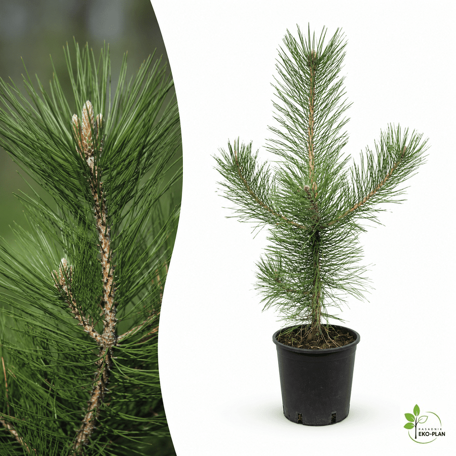 Crni Bor - Pinus Nigra 2L