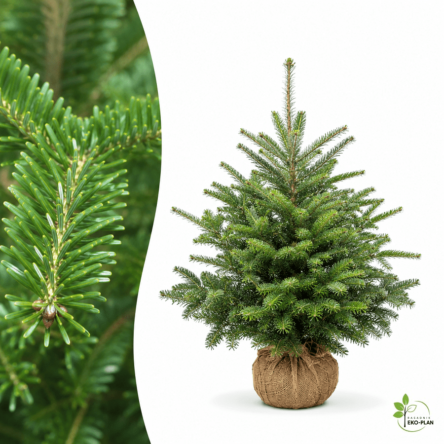 Abies Alba - Jela