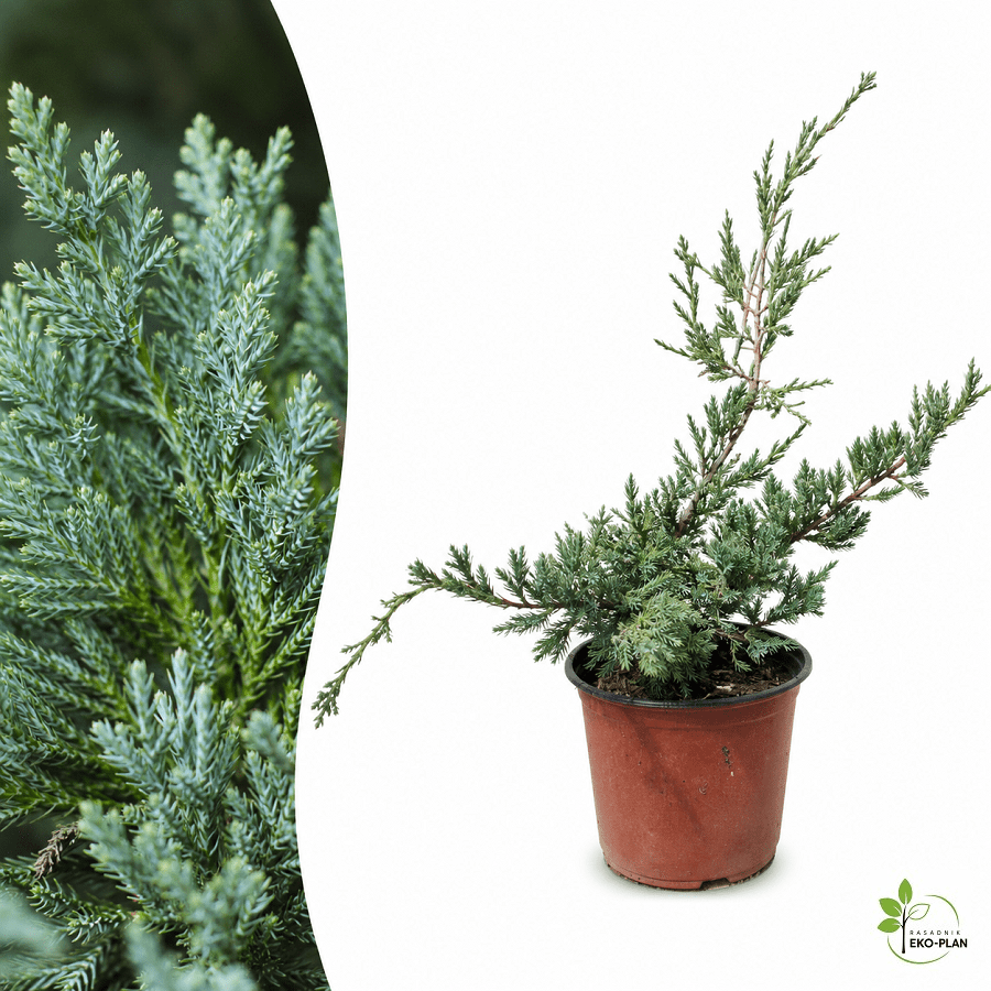 Juniperus squamata - Meyeri 2L