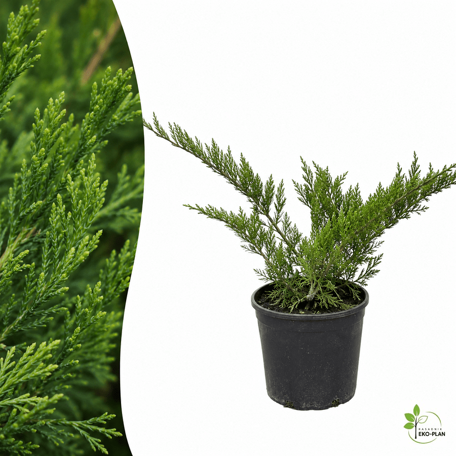 Juniperus Mint julep 7L