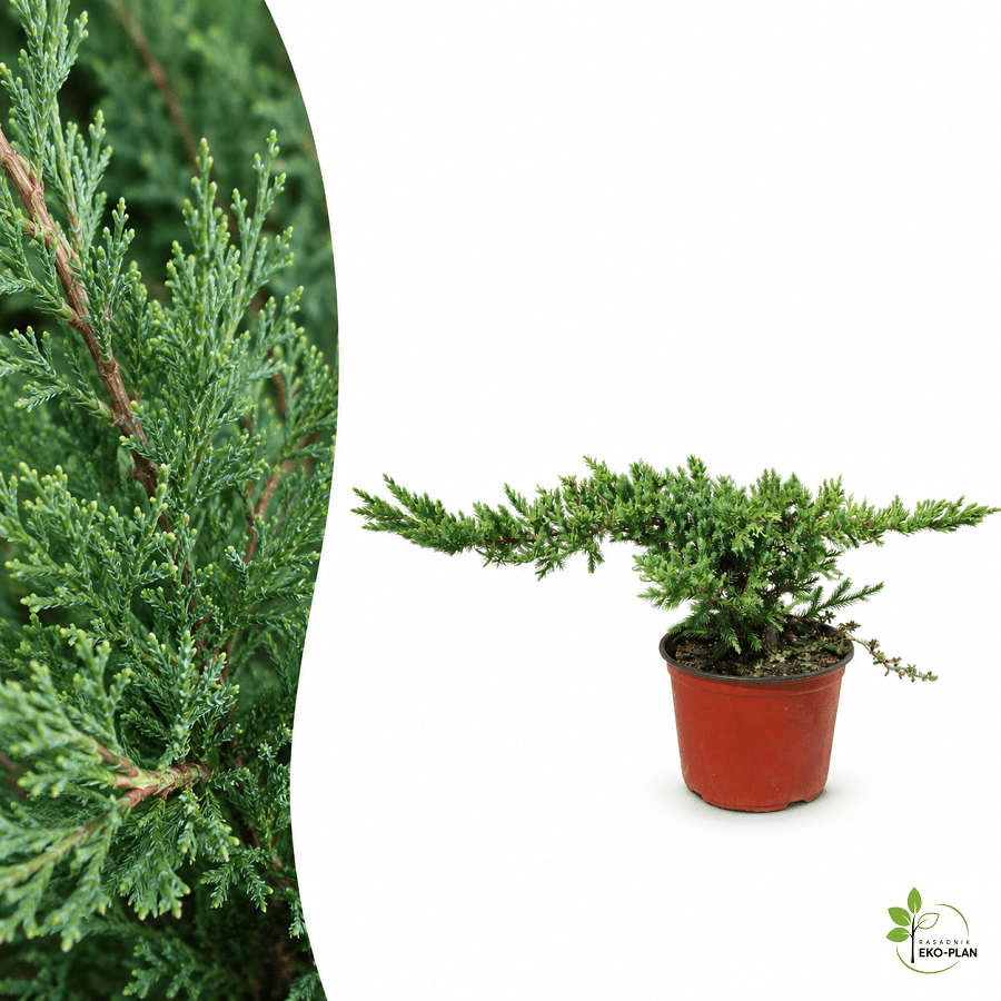 Juniperus squamata Holger