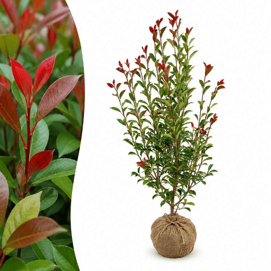 Photinia fraseri Red Robin – Fotinija, busen 150 cm