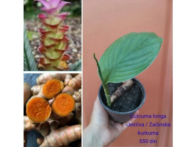 Curcuma longa (Začinska kurkuma)