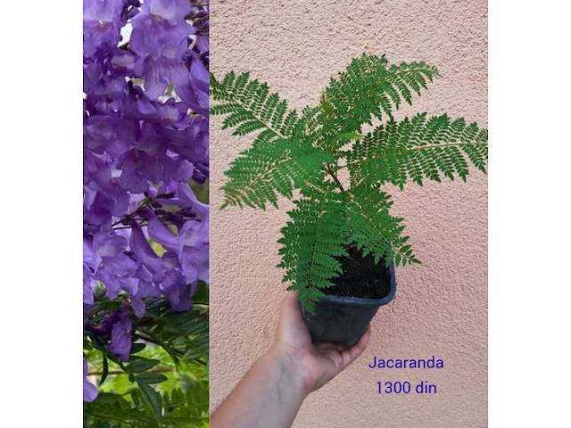 Jacaranda
